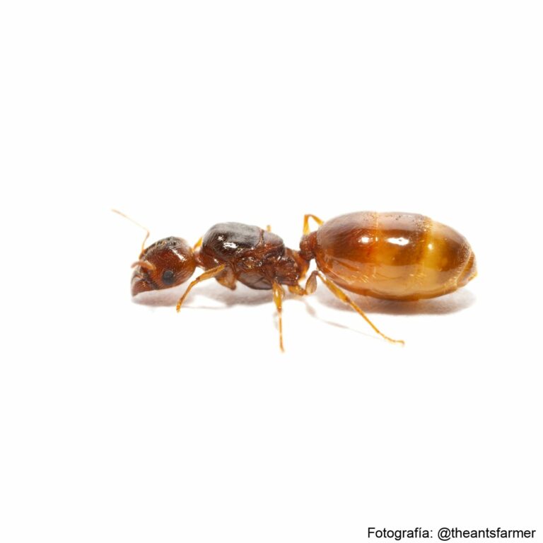 Pheidole pallidula | Queen ant - ANTDERGROUND