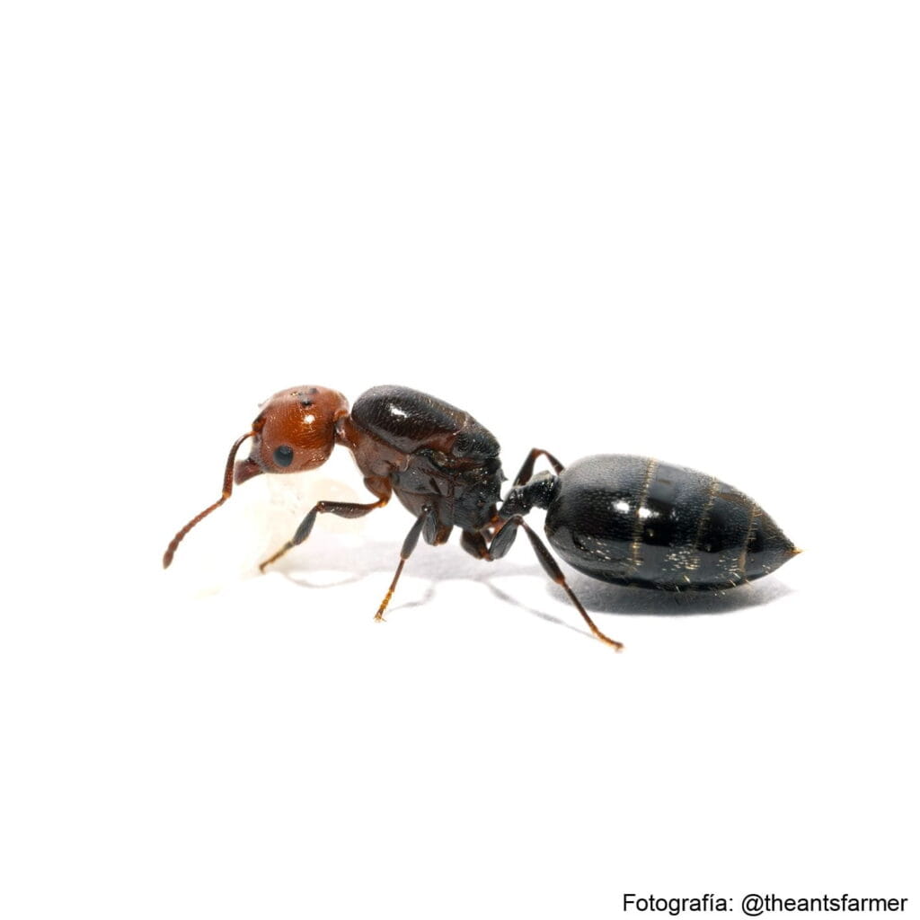 Hormigas (Reina y colonias de hormigas) - ANTDERGROUND