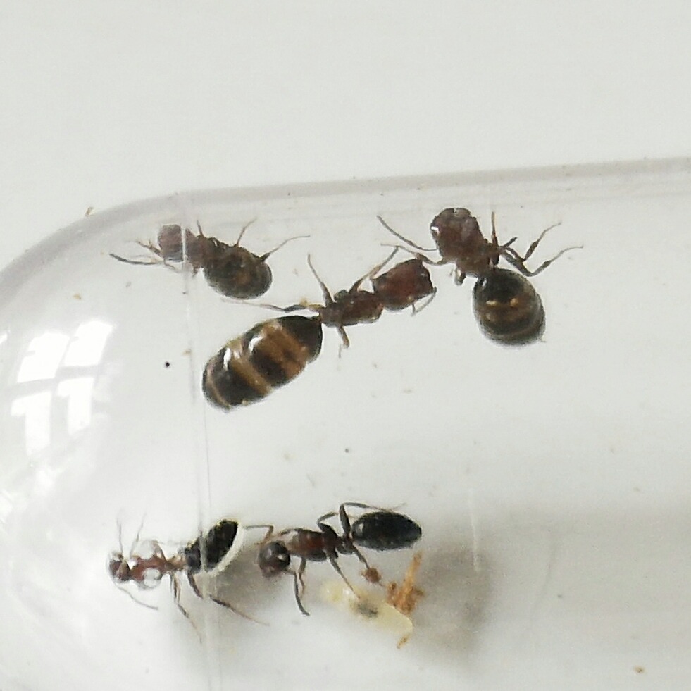 COLOBOPSIS TRUNCATA - ANTDERGROUND HORMIGAS GRATIS
