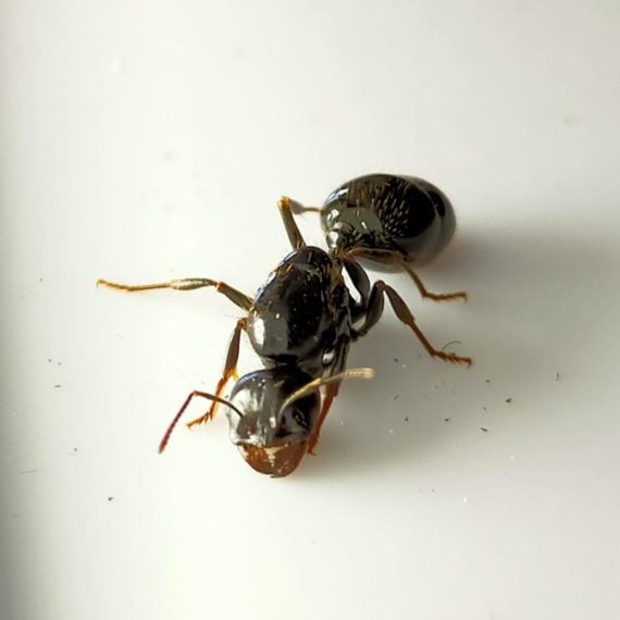 Hormigas Messor Capitatus - ANTDERGROUND