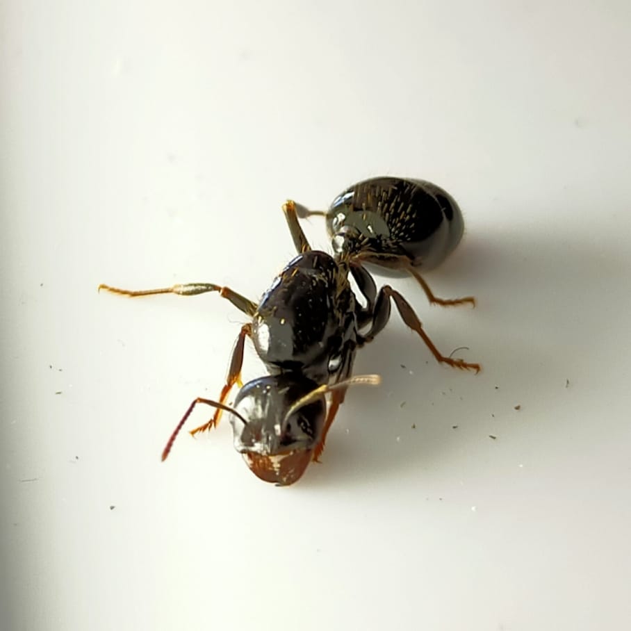 Hormigas Messor Capitatus - ANTDERGROUND