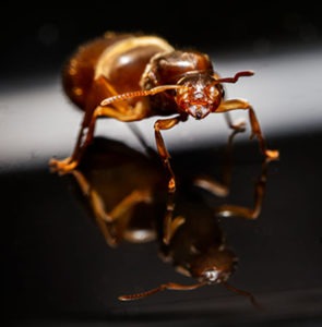 Lasius myops - ANTDERGROUND