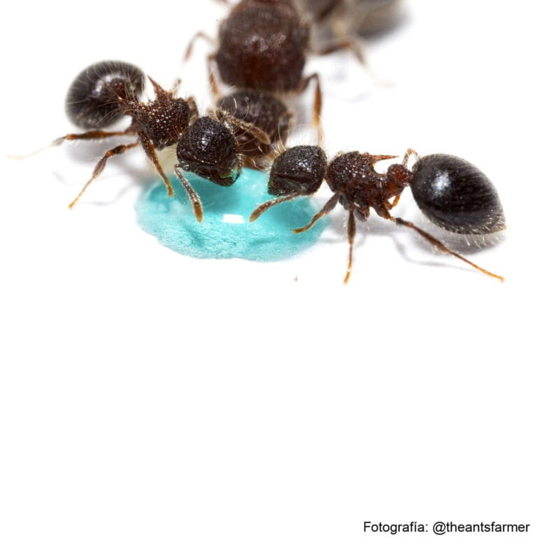 Hormigas (Reina y colonias de hormigas) - ANTDERGROUND