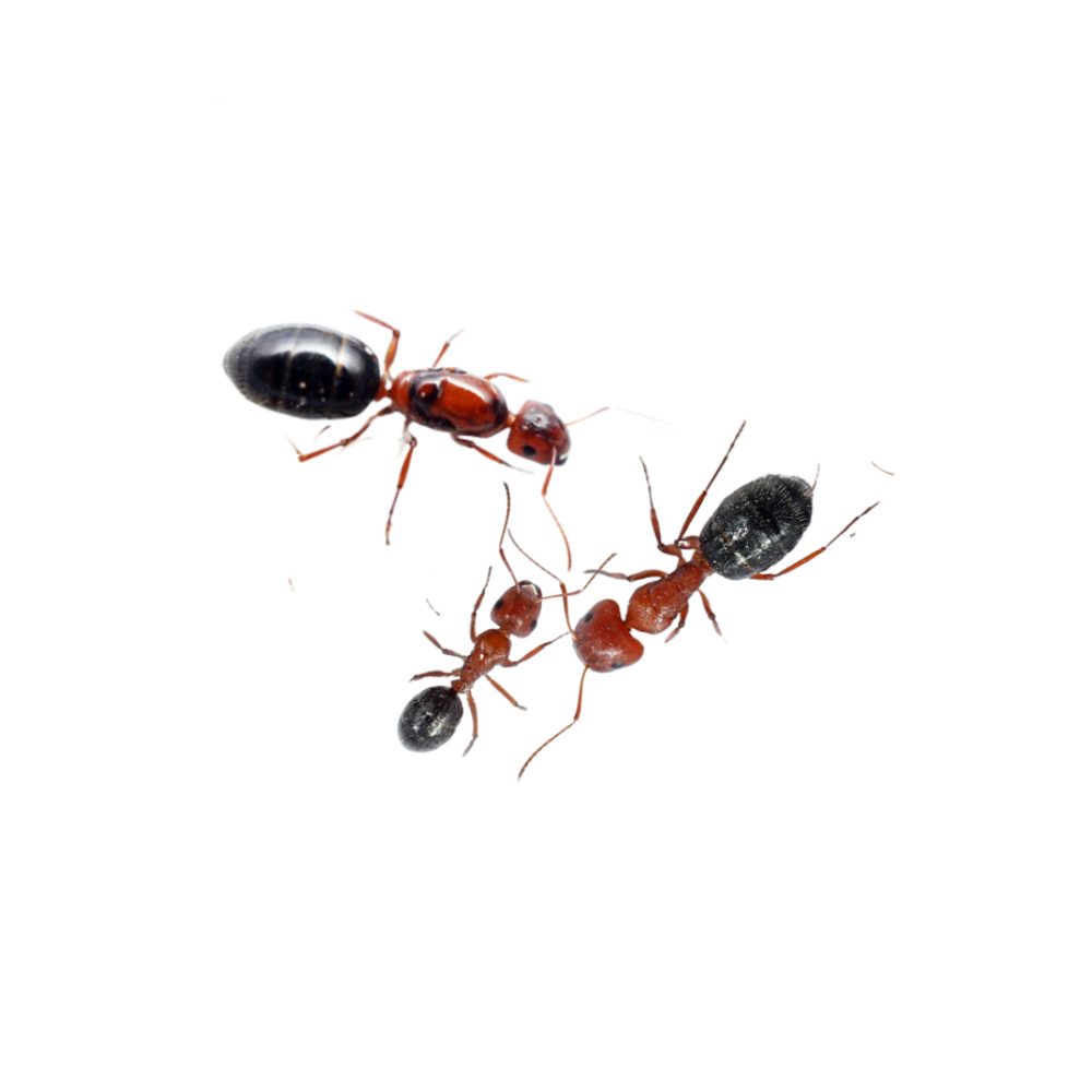 Camponotus maculatus subnudus - ANTDERGROUND