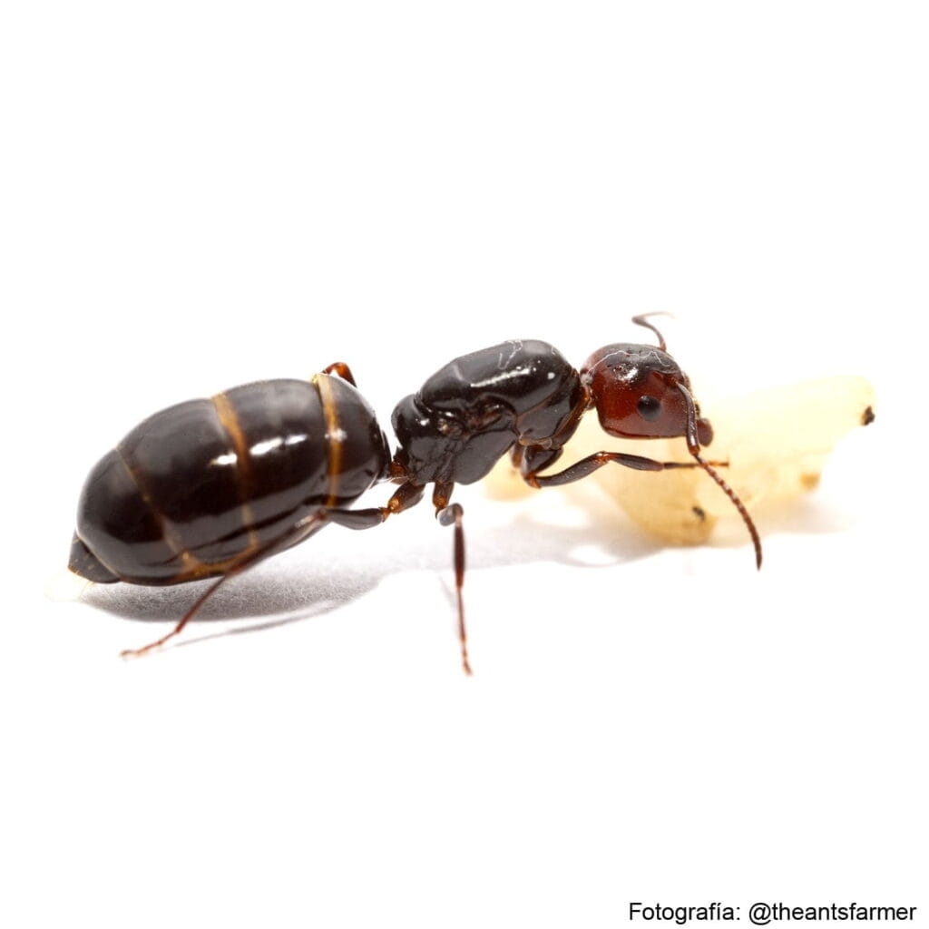 Strumigenys sp | Exotische Ameisen - ANTDERGROUND