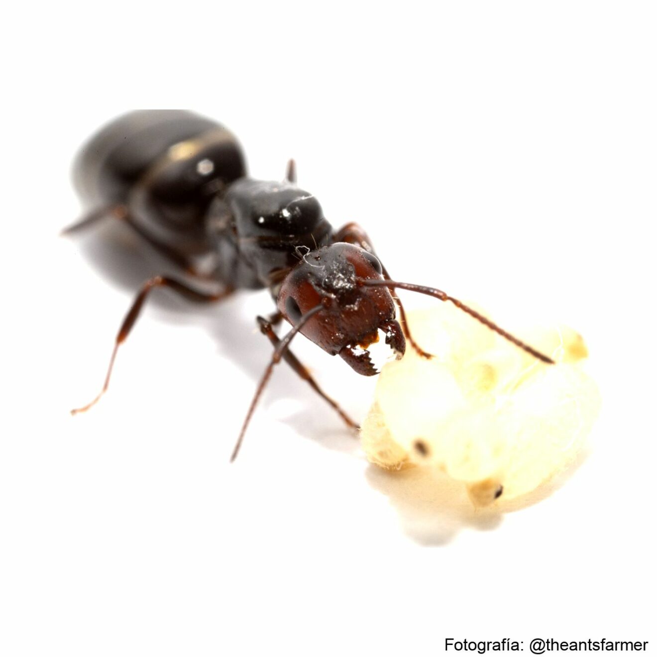 Camponotus lateralis - ANTDERGROUND