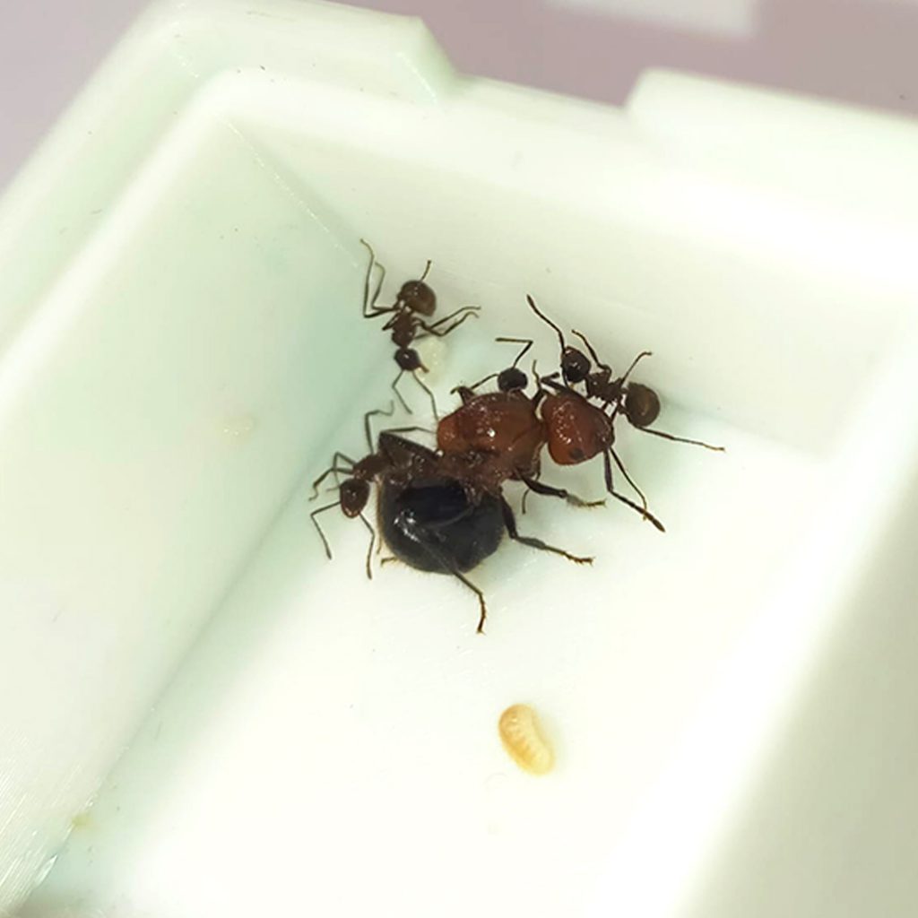 Strumigenys sp | Exotische Ameisen - ANTDERGROUND