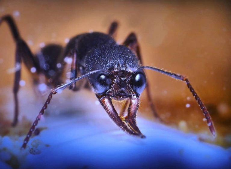 Harpegnathos venator | Hormiga saltadora y exótica - ANTDERGROUND