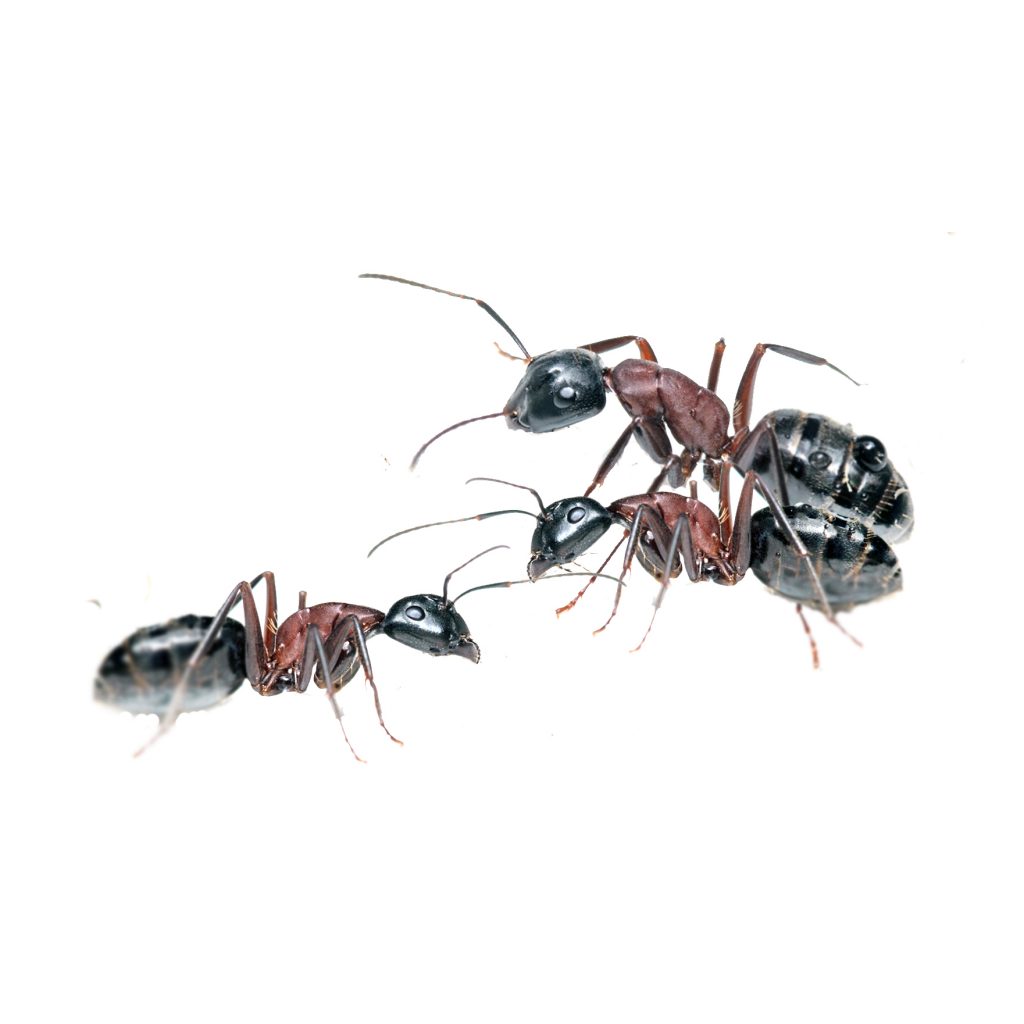 Messor cephalotes - ANTDERGROUND