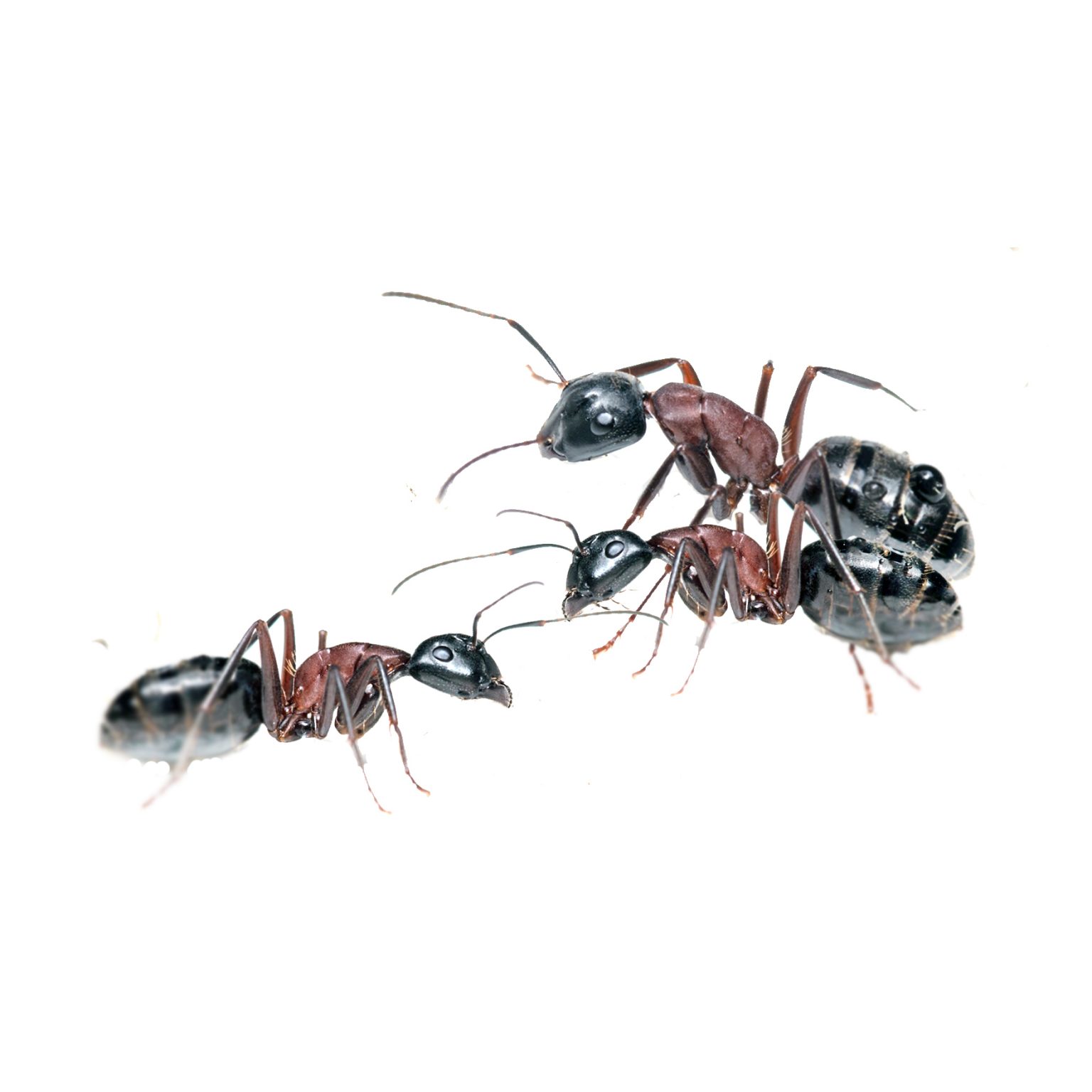 Camponotus herculeanus - ANTDERGROUND
