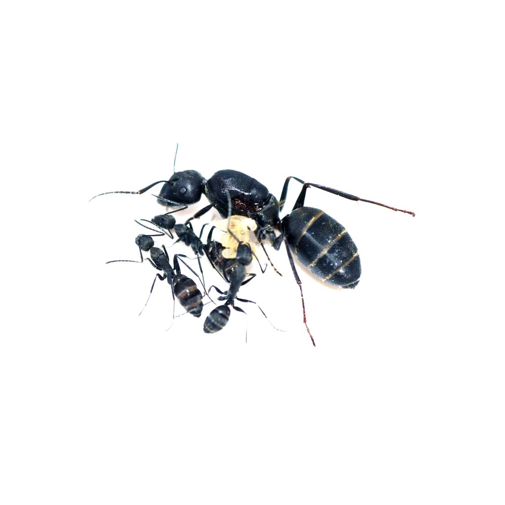Messor cephalotes - ANTDERGROUND