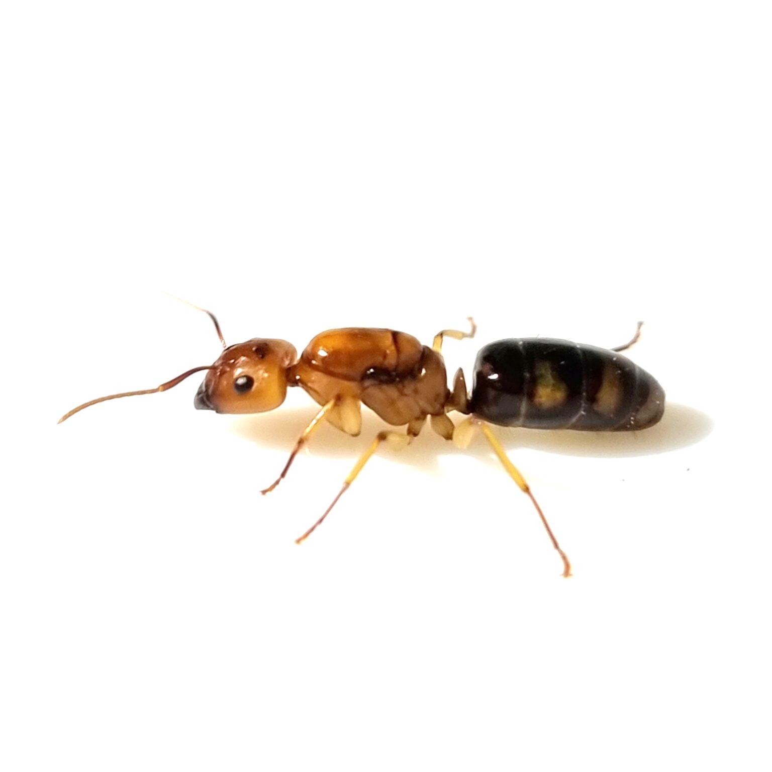 Camponotus maculatus subnudus - ANTDERGROUND