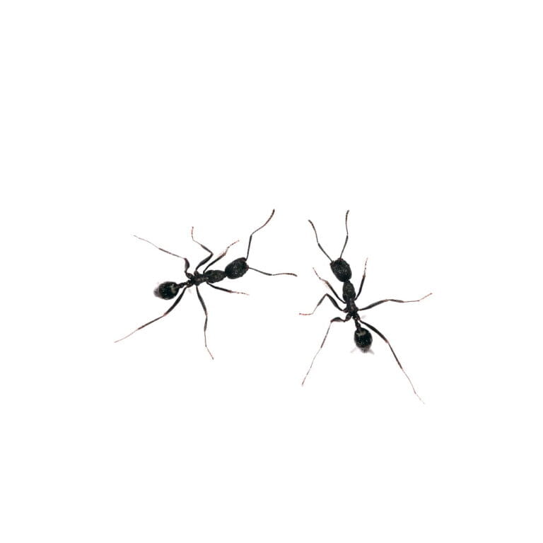 Aphaenogaster senilis - ANTDERGROUND