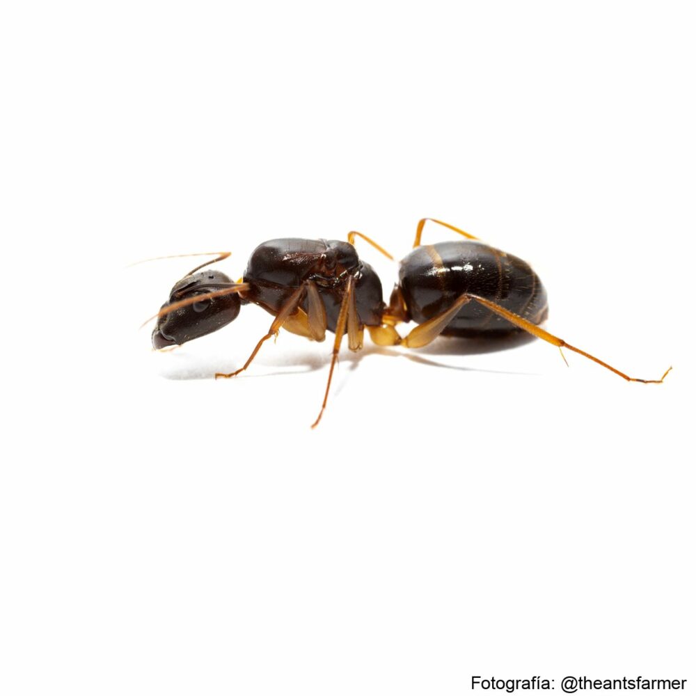 Camponotus mitis (Queen) - ANTDERGROUND