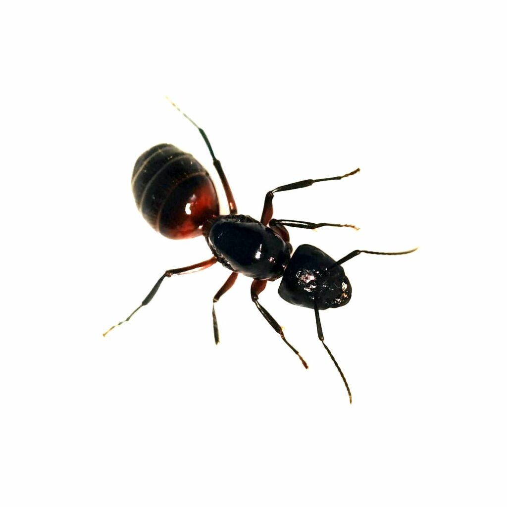 Camponotus ligniperdus (Reina) (Reina) - ANTDERGROUND