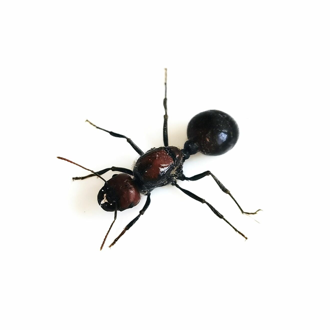 Messor cephalotes - ANTDERGROUND