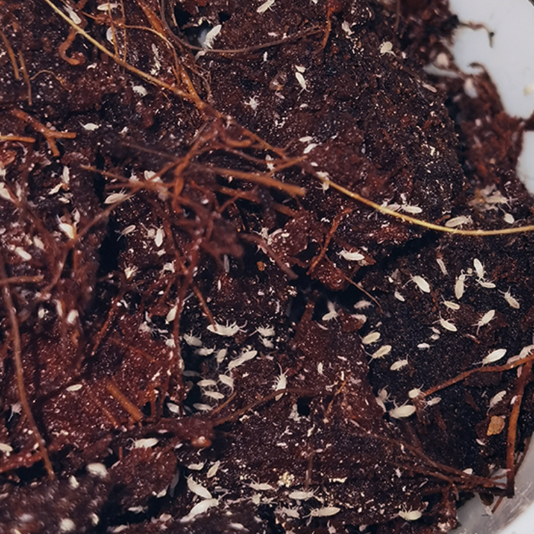 Springtails | food for ants - ANTDERGROUND