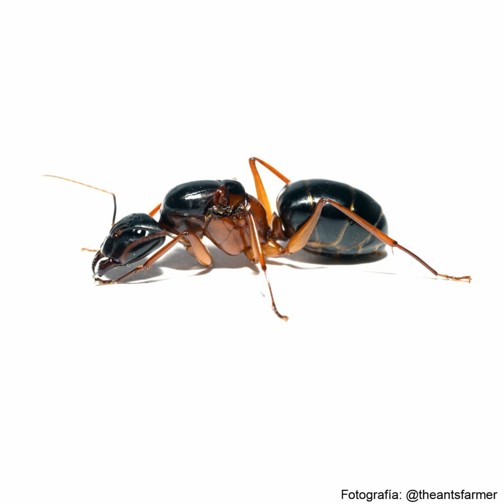 Camponotus festinus (Queen ant) - ANTDERGROUND