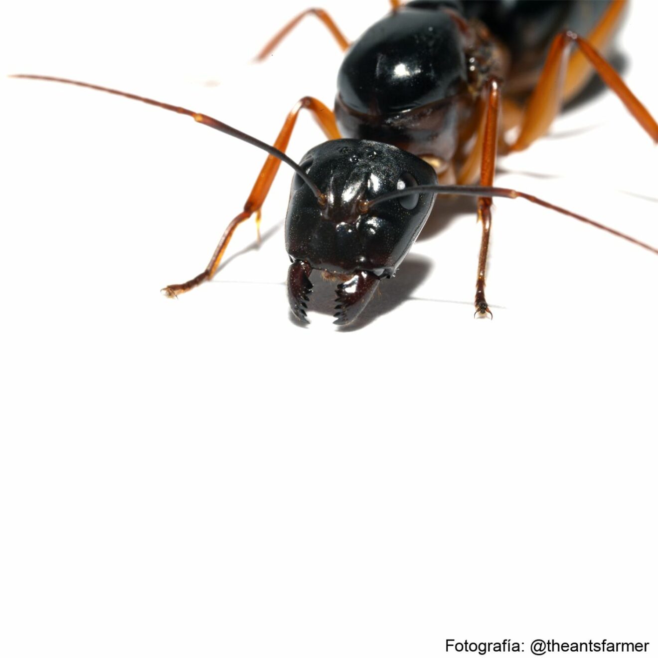 Camponotus festinus (Queen ant) - ANTDERGROUND
