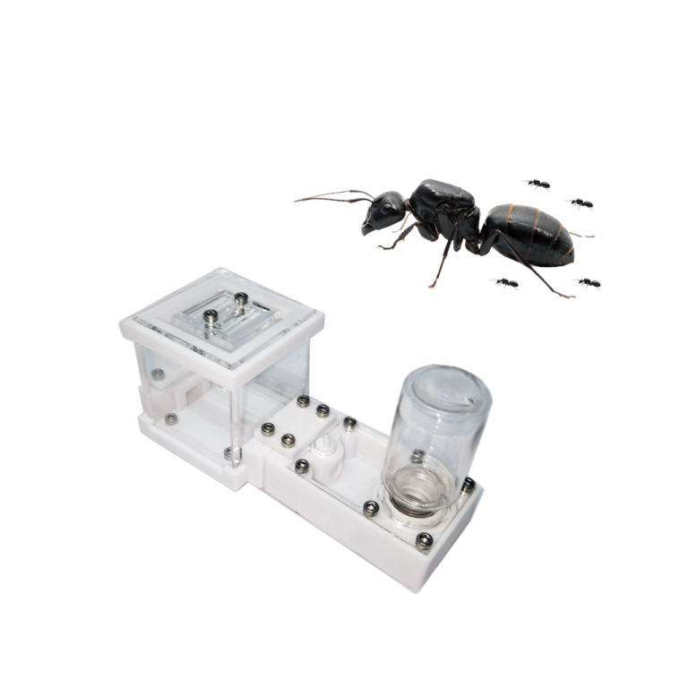 Ant colony starter kit + Queen Camponotus japonicus with workers