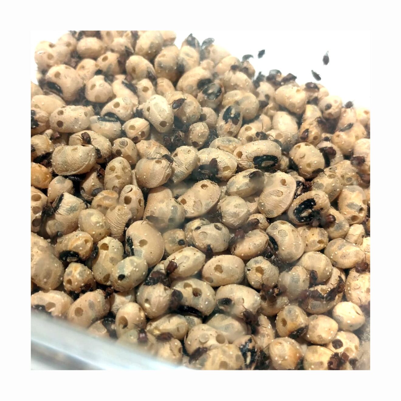 Bean Weevil (Callosobruchus maculatus) | Live food - ANTDERGROUND