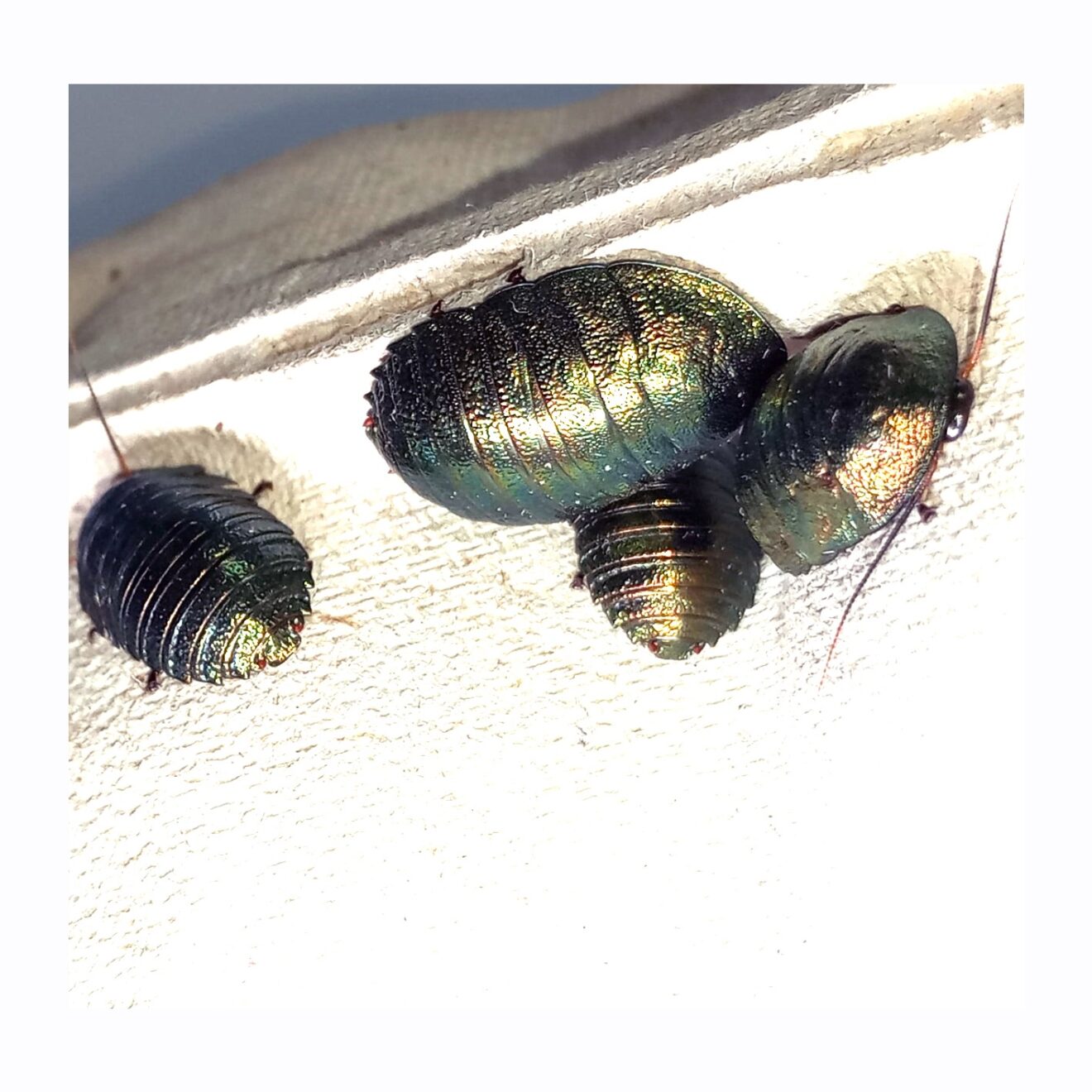 Pseudoglomeris Magnifica (Emerald Cockroach) - ANTDERGROUND
