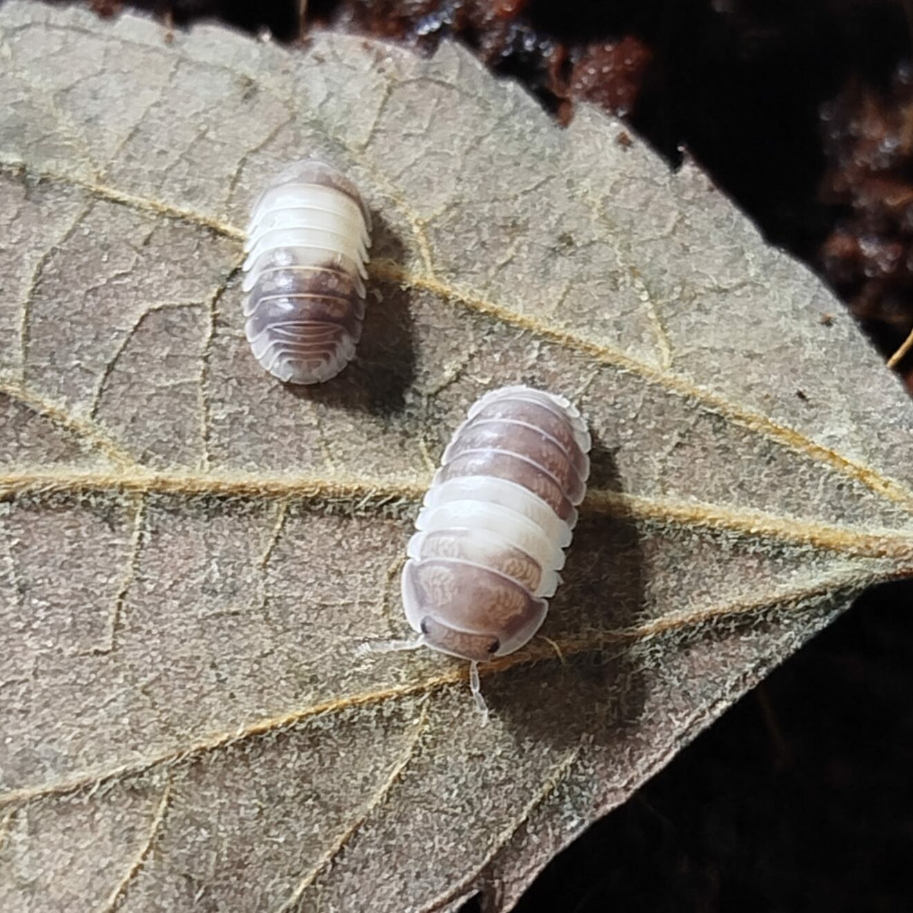 Cubaris panda king | Isopods | Insects - ANTDERGROUND
