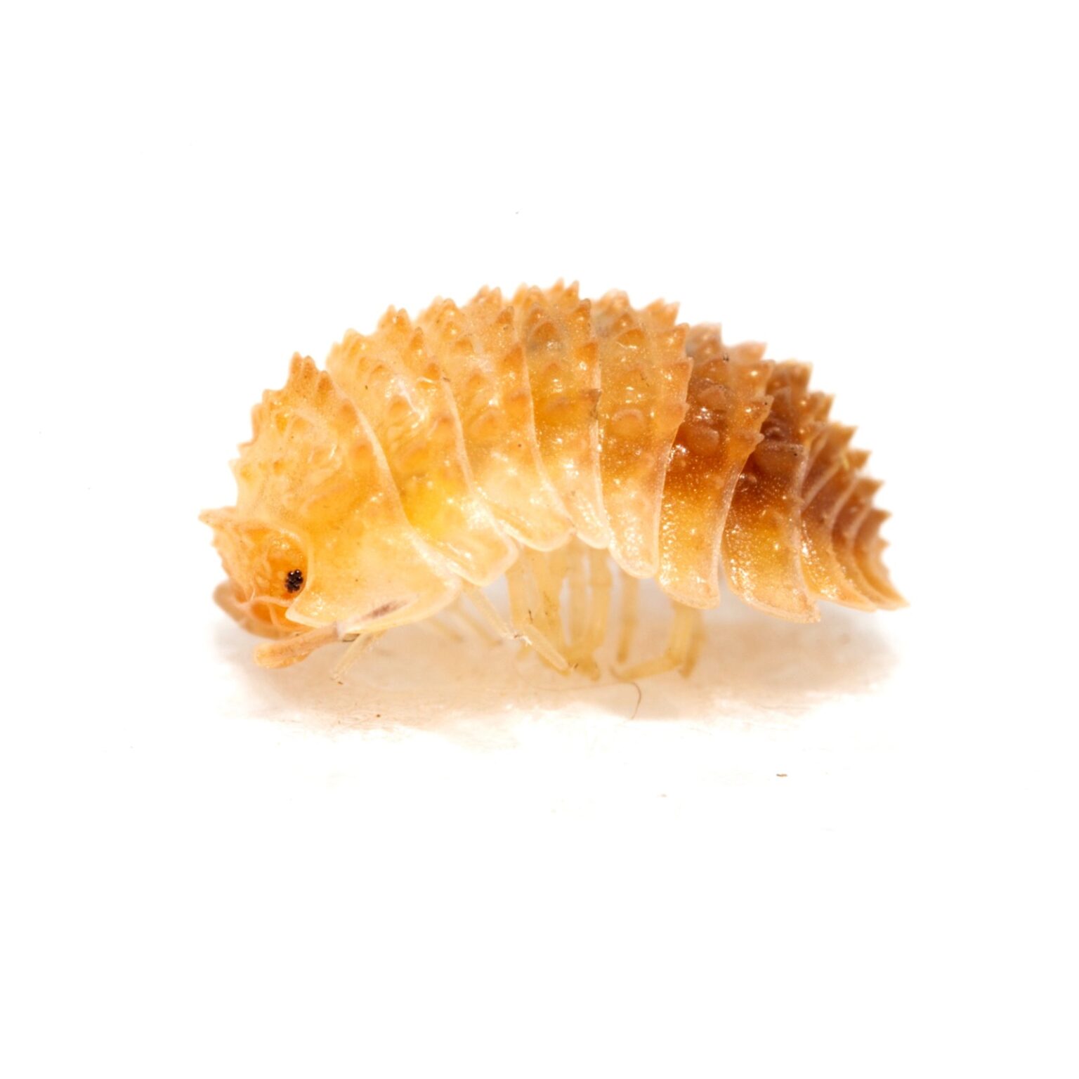 Cristarmadillidium muricatum | Isopod (Isopoda) - ANTDERGROUND
