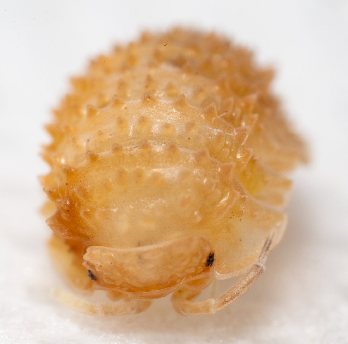 Cristarmadillidium muricatum | Isopod (Isopoda) - ANTDERGROUND