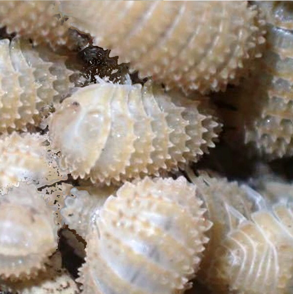 Cristarmadillidium muricatum | Isópodo (Isopoda) - ANTDERGROUND