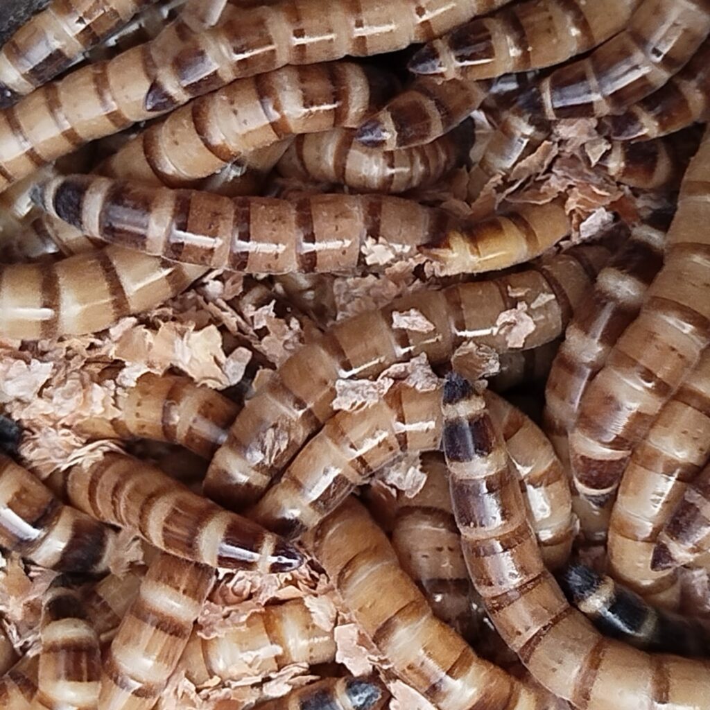 Zophoba morio | Gusano rey | Alimento vivo - ANTDERGROUND