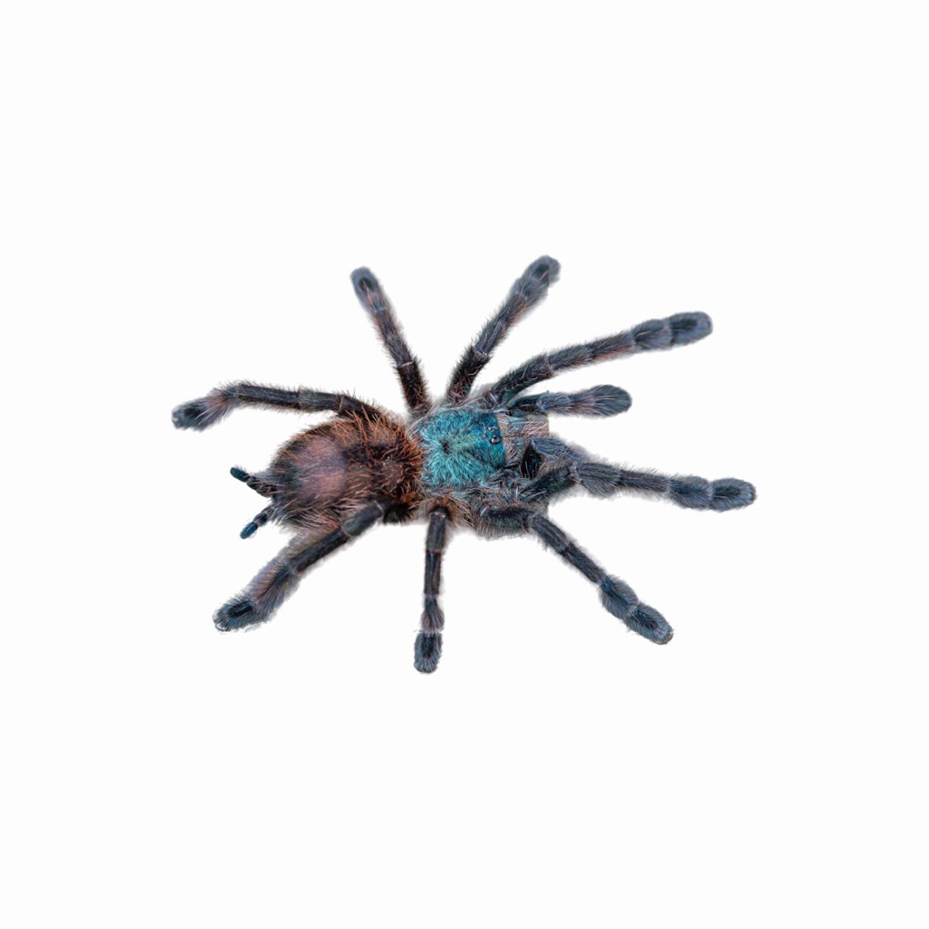 Caribena versicolor | Martinique tarantula - ANTDERGROUND