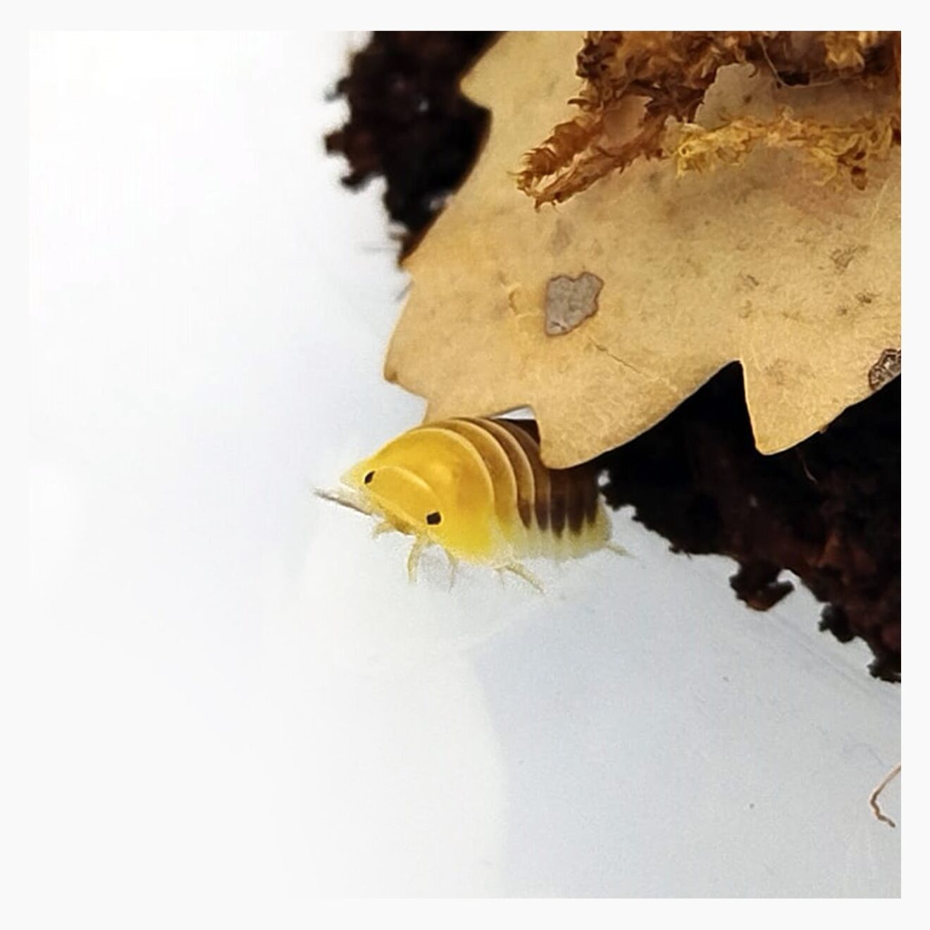 Cubaris sp. "Rubber Ducky" | Isopods - ANTDERGROUND