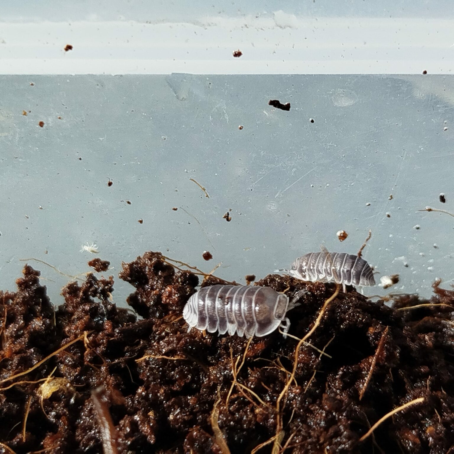 Cubaris sp. "White Side" | Sale of isopods | Arthropods - ANTDERGROUND