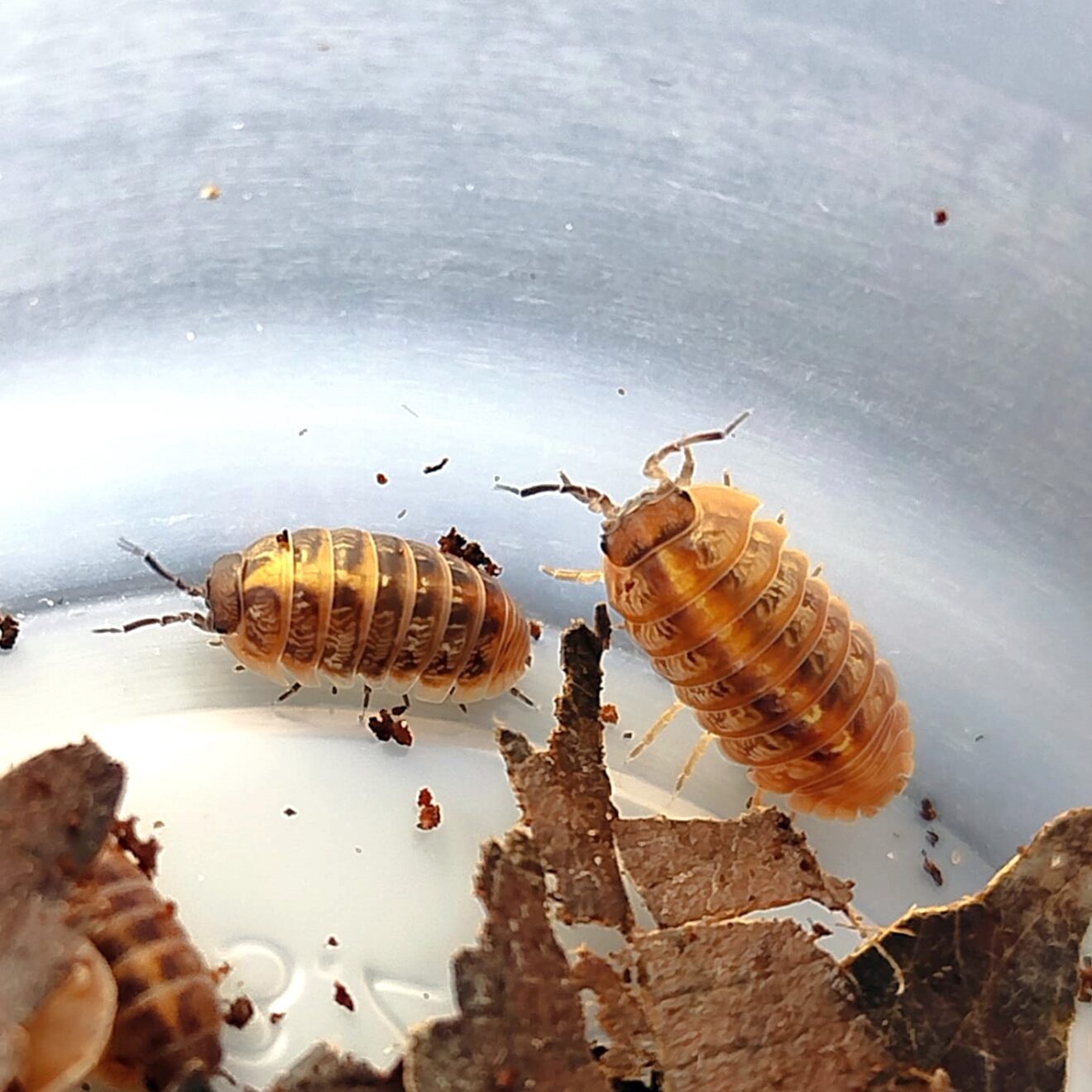 Armadillidium vulgare "Mocca" | Venta de isopodos | Arthropoda ...