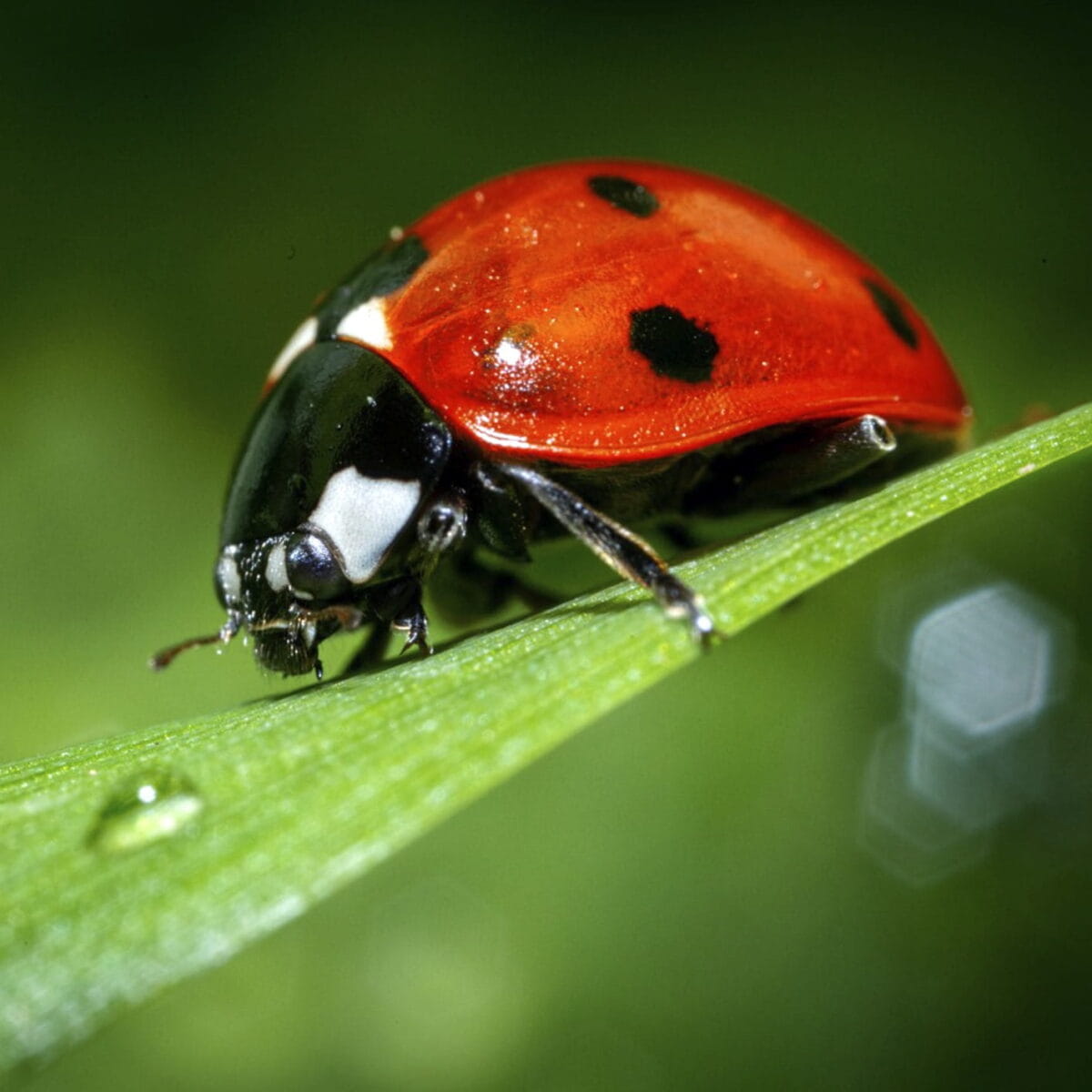 Coccinella Septempunctata Venta De Mariquitas Com n ANTDERGROUND Coccinella Septempunctata Venta De Mariquitas Com n ANTDERGROUND