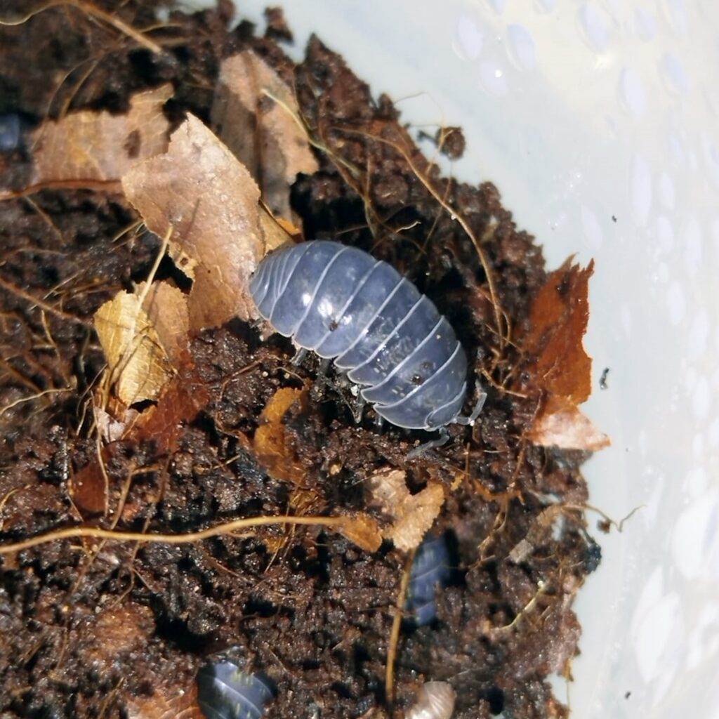 Armadillidium vulgare | Negozio Isopod | Artropodi - ANTDERGROUND
