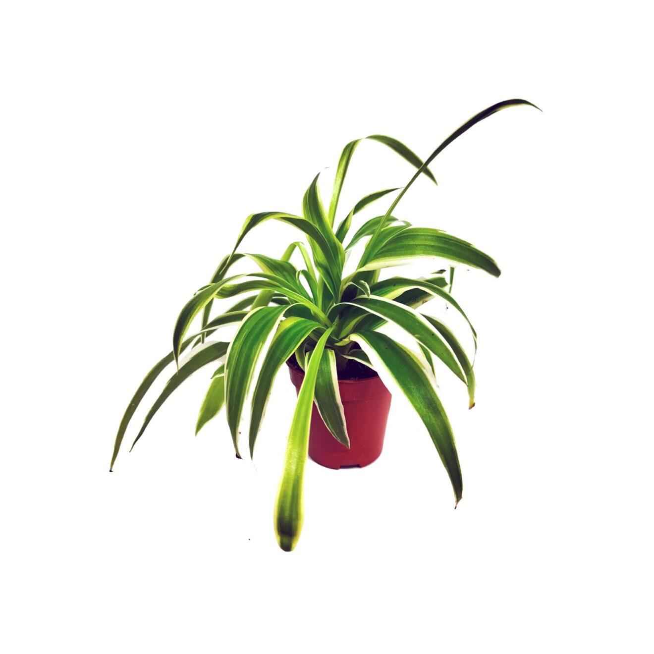 Cinta Plant (Chlorophytum comosum 'Bambino') - ANTDERGROUND