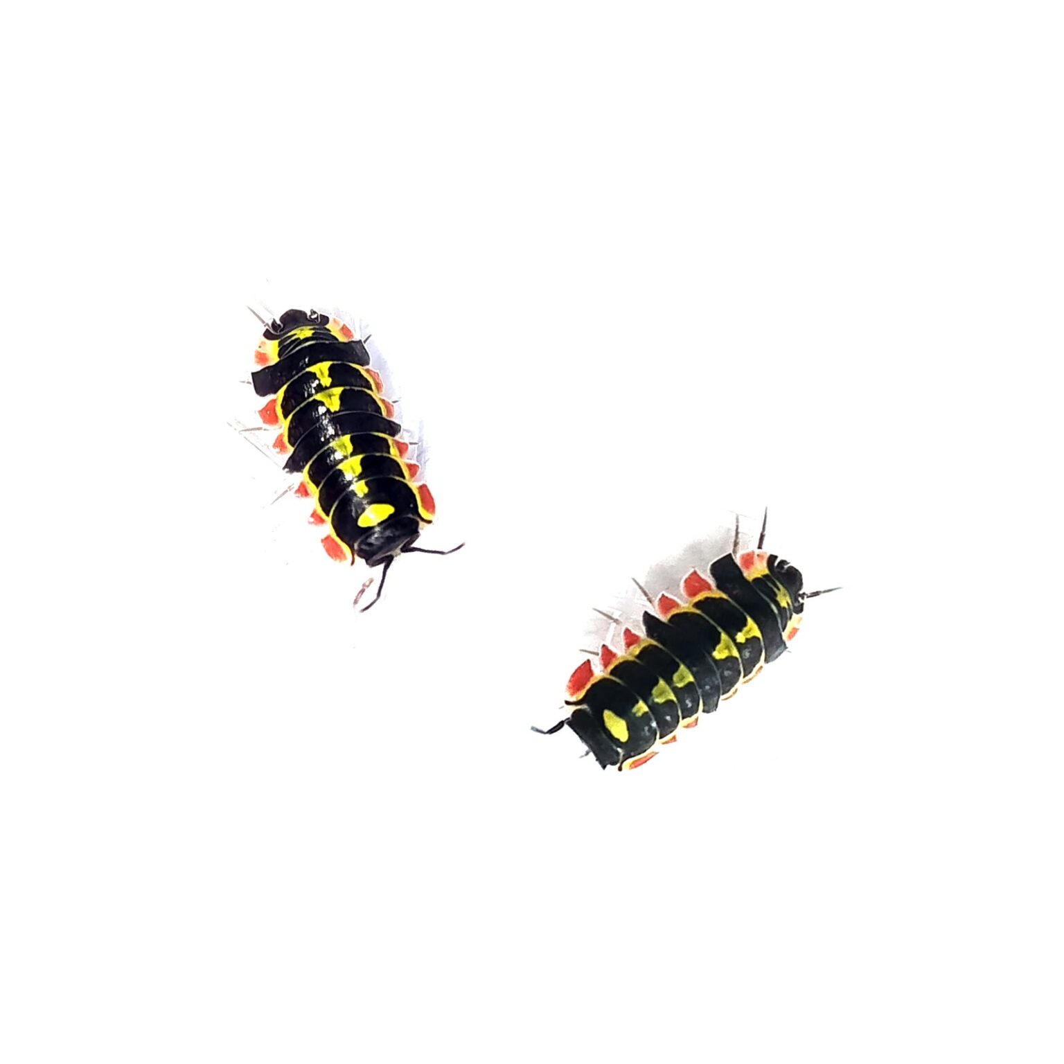 Ardentiella sp. Red diablo | Exotic isopod - ANTDERGROUND