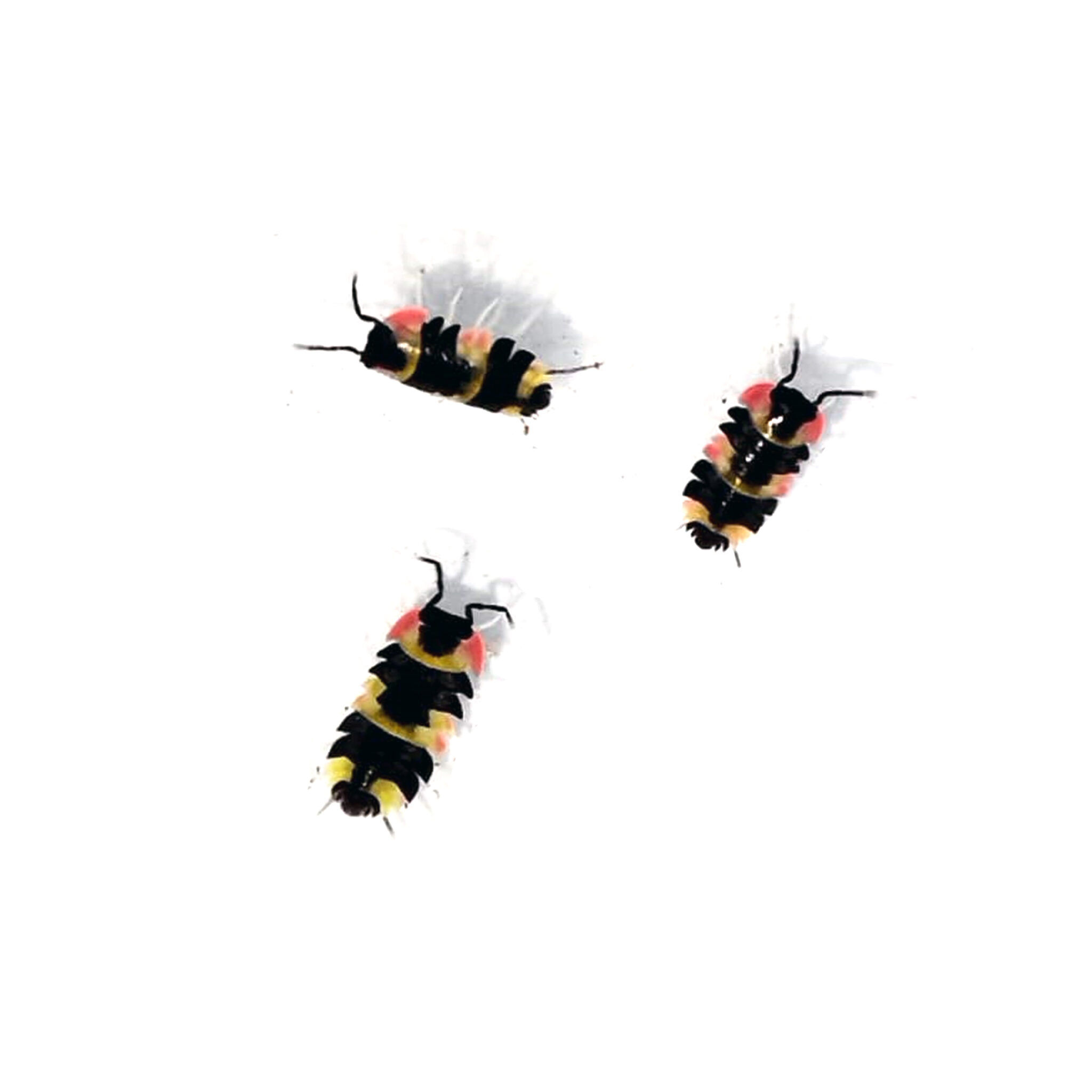 Merulanella Tricolor | Exotic isopod - ANTDERGROUND