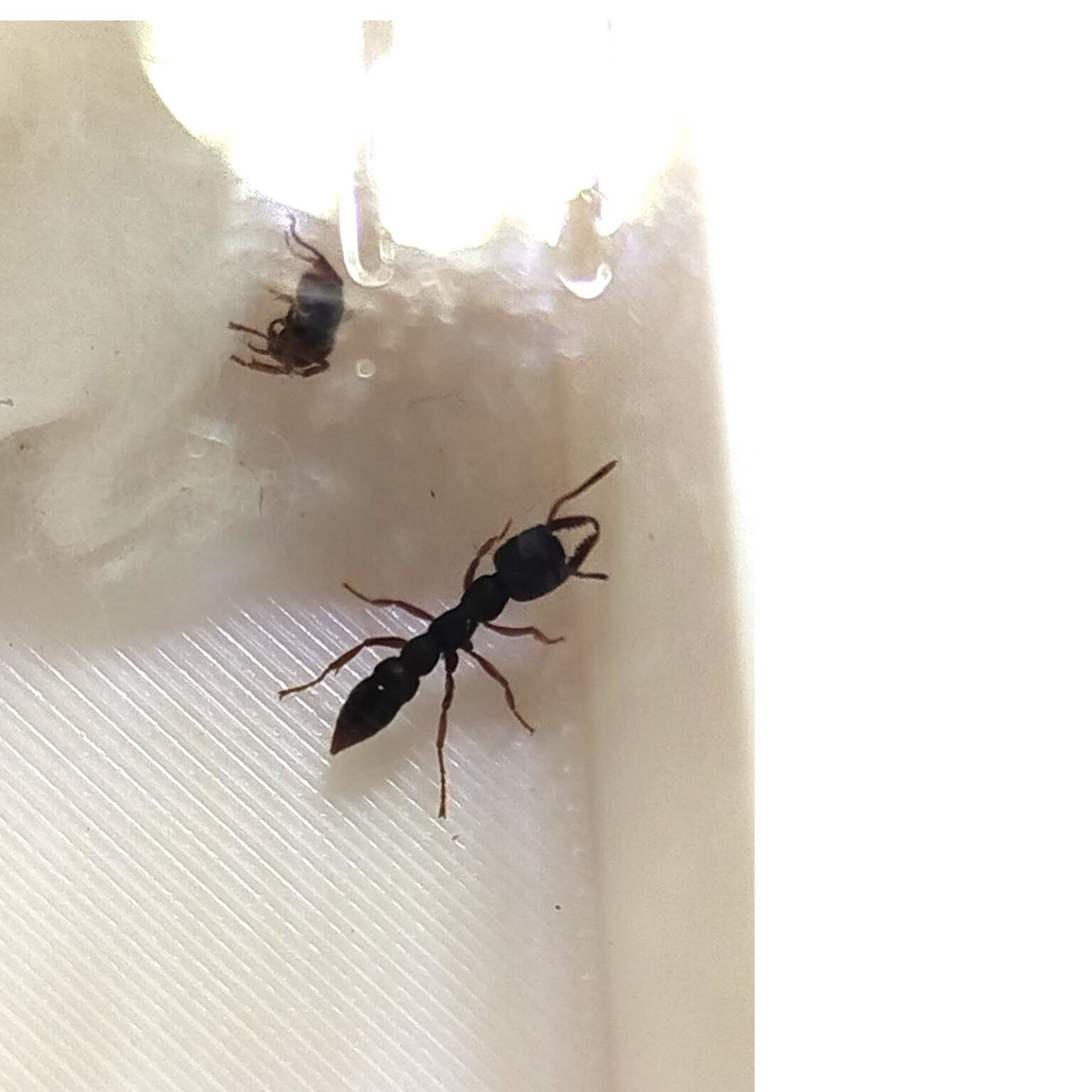 Stigmatomma reclinatum | Exotic Ants - ANTDERGROUND