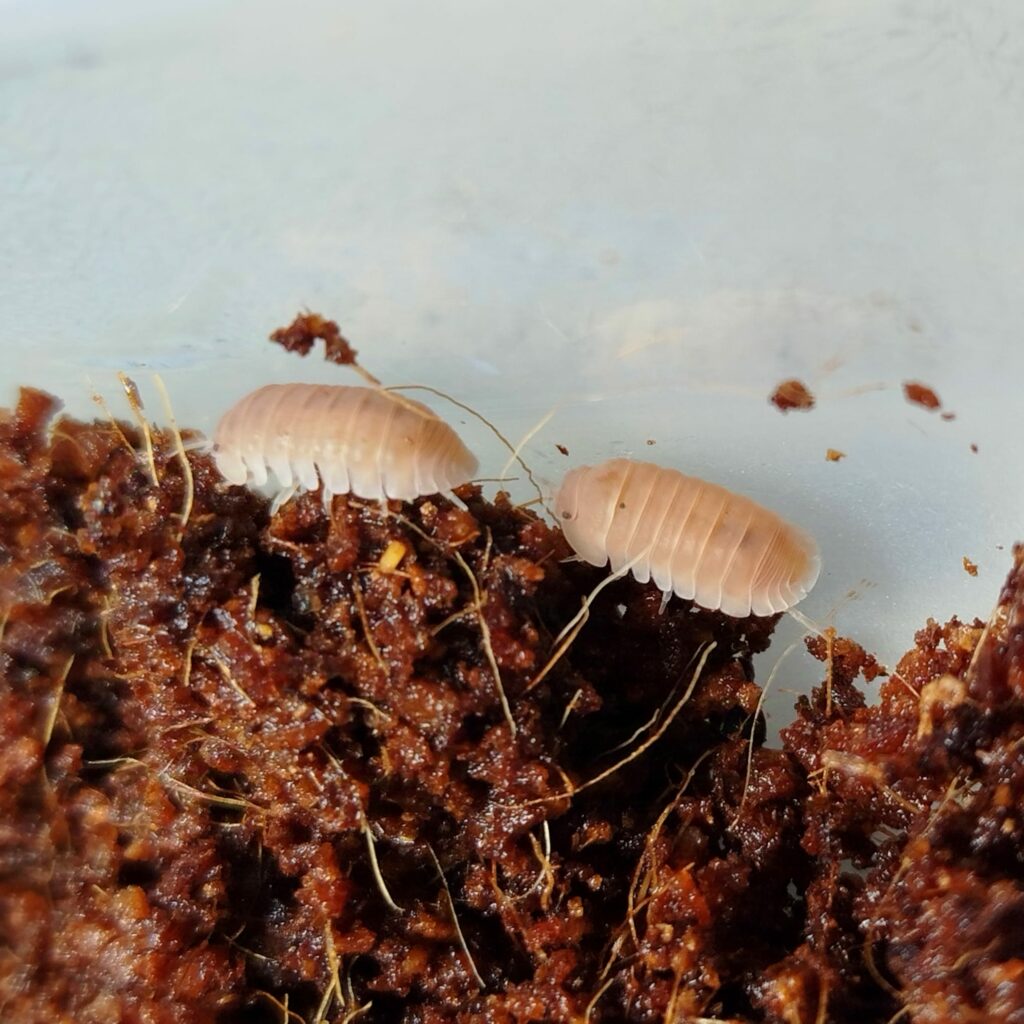 Cubaris murina "Papaya" | Isopods - ANTDERGROUND