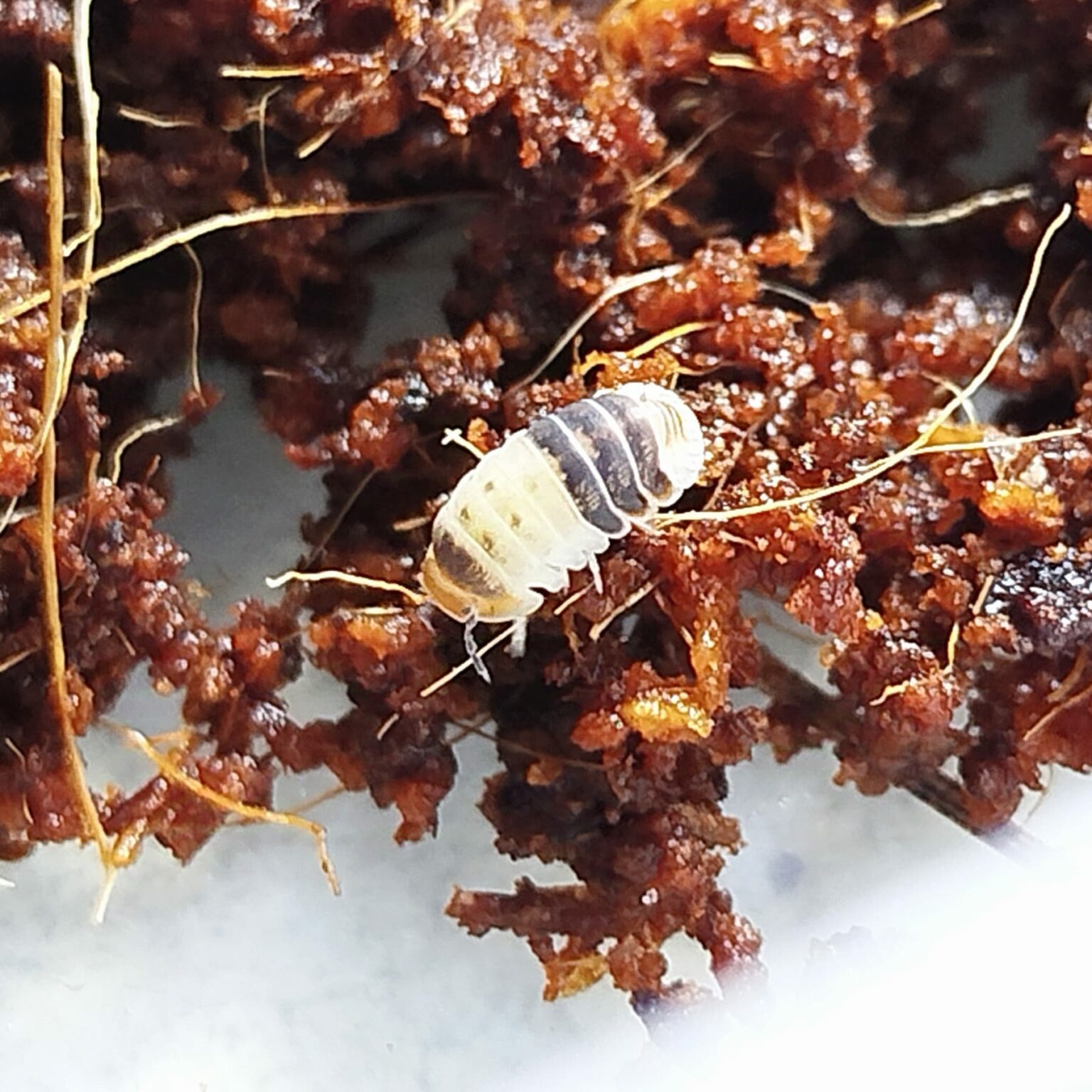 Ants (Queens and Ant colonies) - ANTDERGROUND