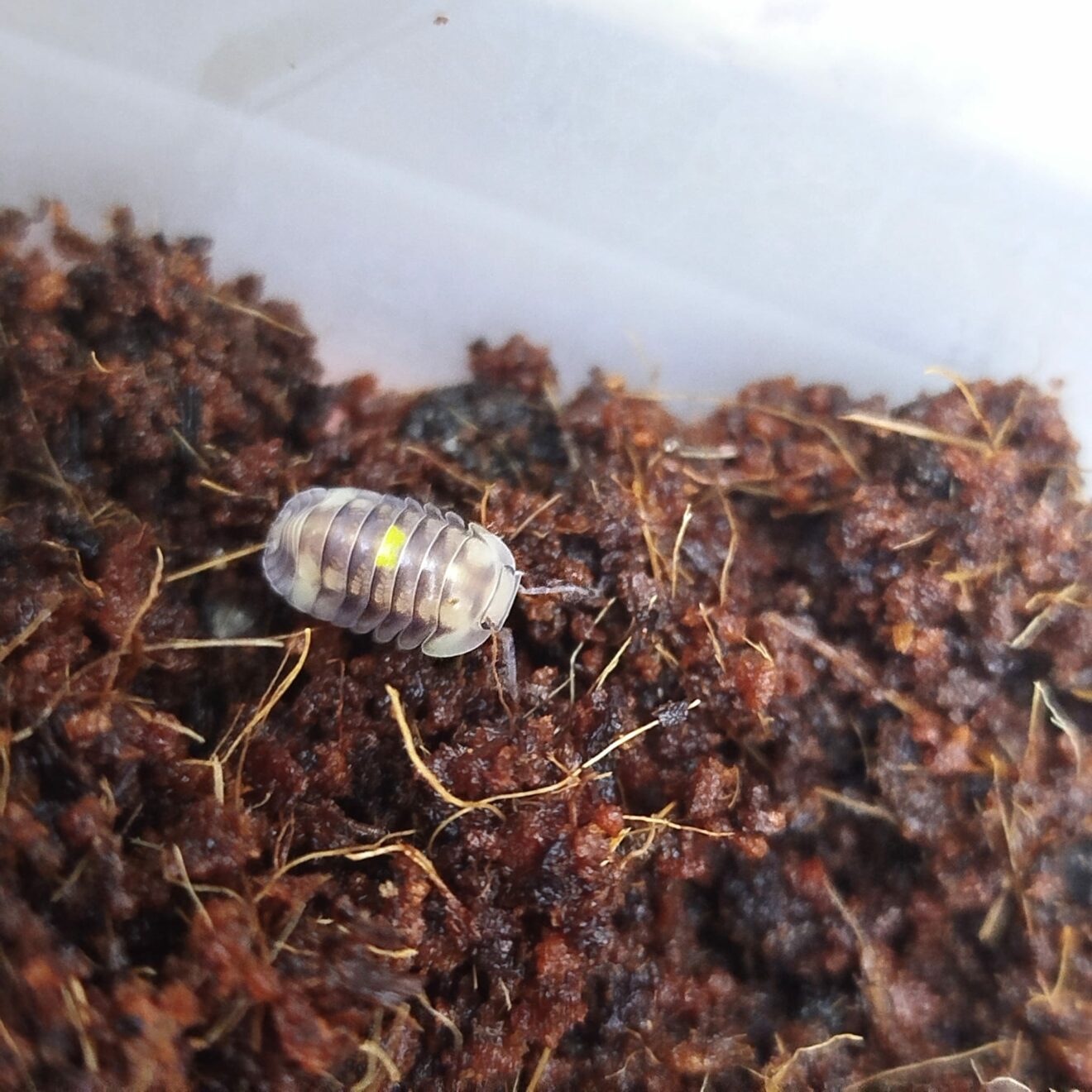 Cubaris sp. 'Amber Firefly' | Isópodos - ANTDERGROUND