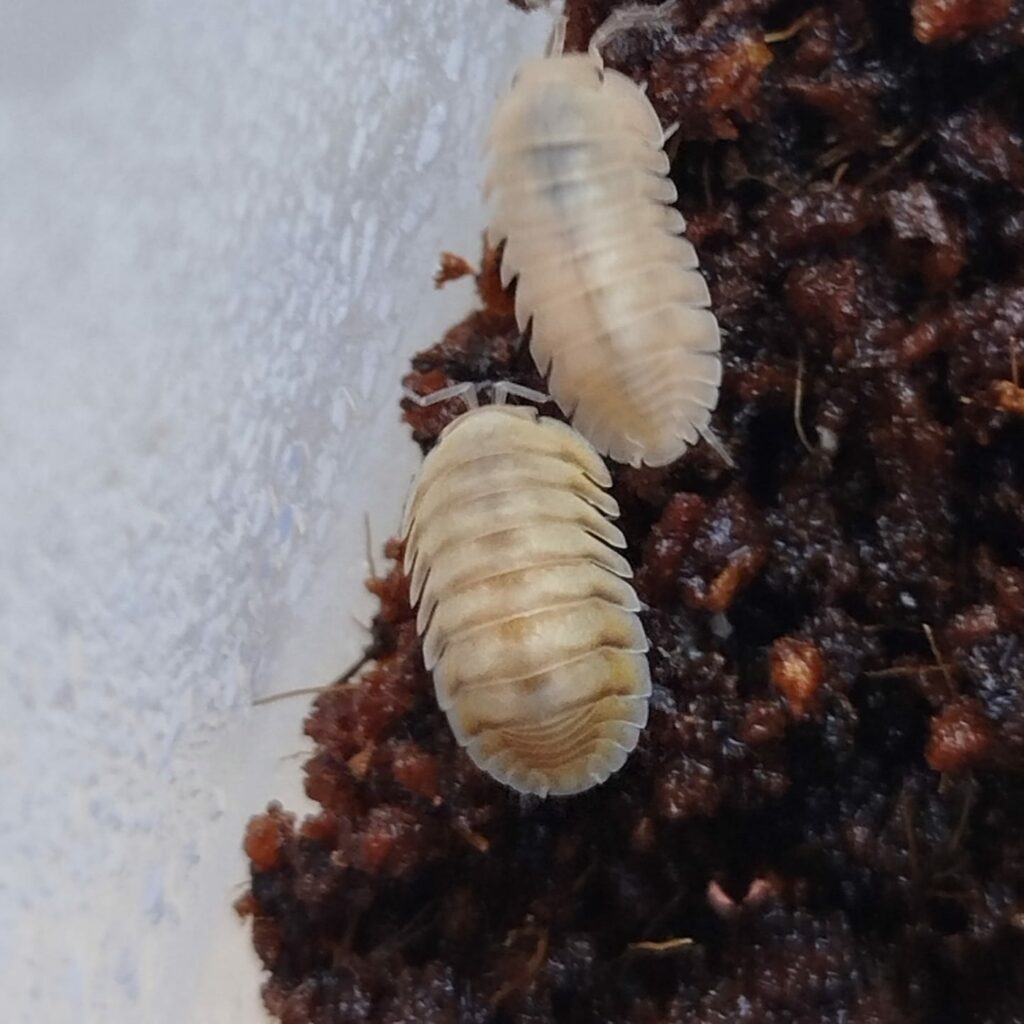 Cubaris sp. 'Caramel Cream' | Isópodos - ANTDERGROUND