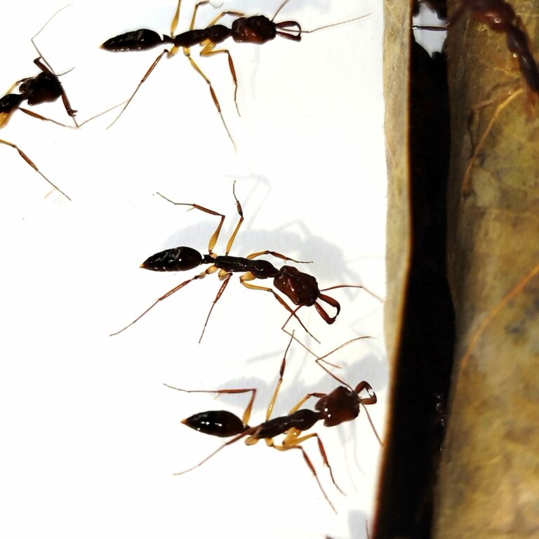 Odontomachus rixosus | hormiga exótica - ANTDERGROUND