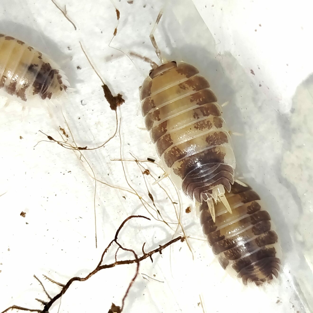Porcellio laevis milkback | Isopods - ANTDERGROUND
