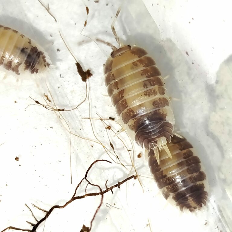 Porcellio laevis milkback | Isopods - ANTDERGROUND