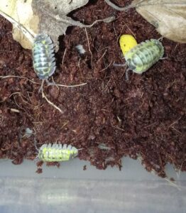 Armadillidium gestroi "Milky" | Isopods - ANTDERGROUND