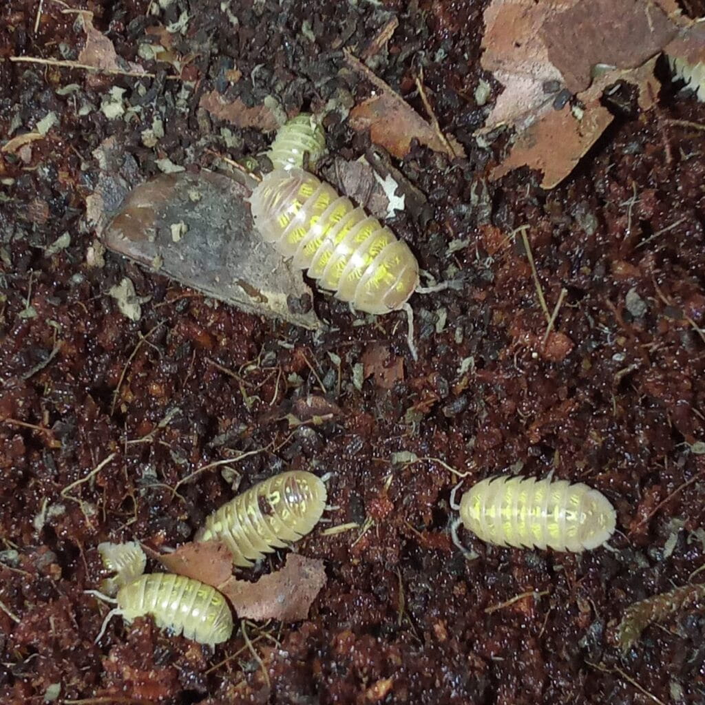 Armadillidium spec. "Albino" | Isópodo - ANTDERGROUND